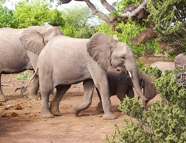 Kruger safari og Cape Town – Unike dyreopplevelser og badeferie - Kjøp